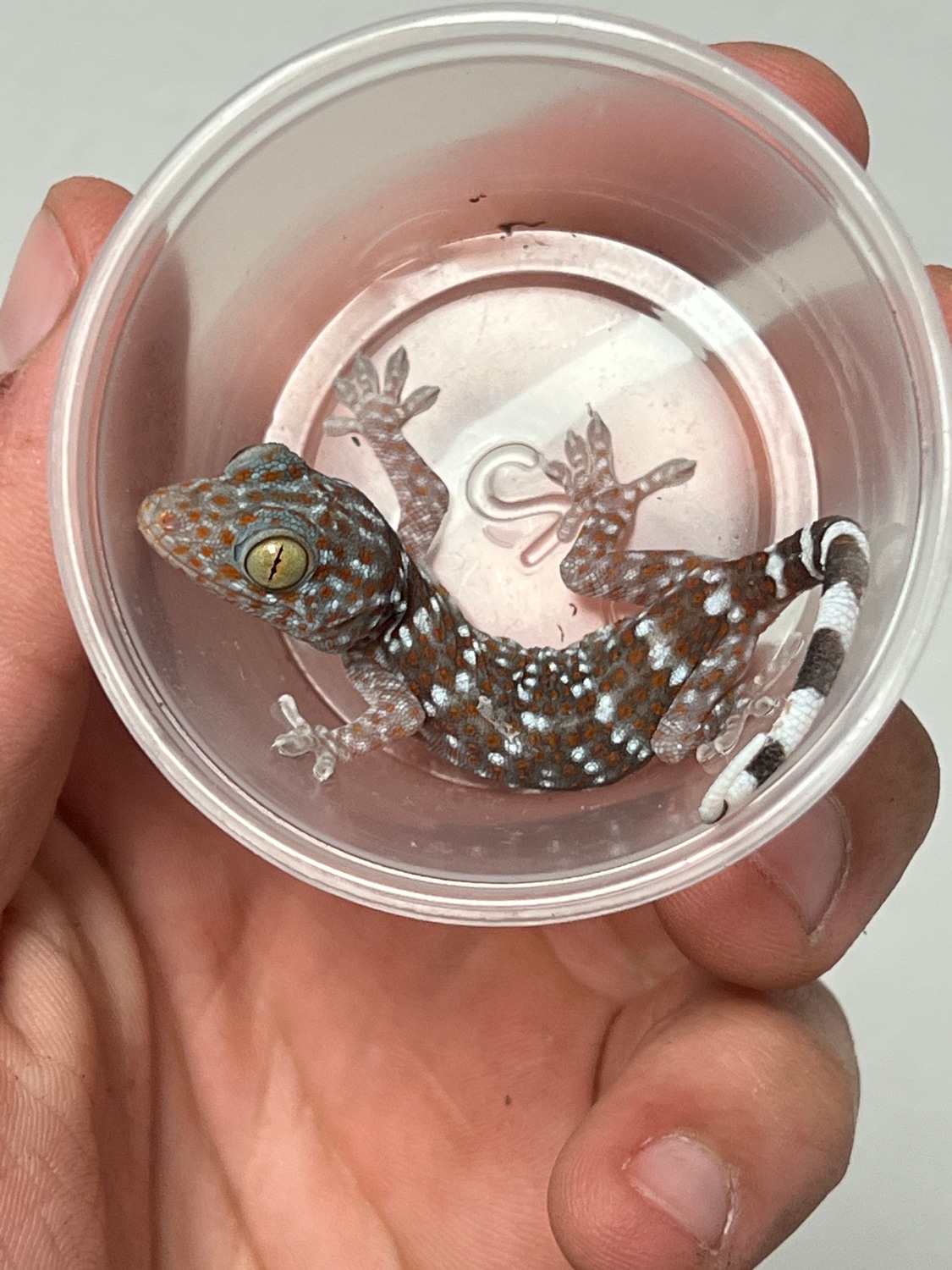 High White Tokay Gecko by HerpTime - MorphMarket