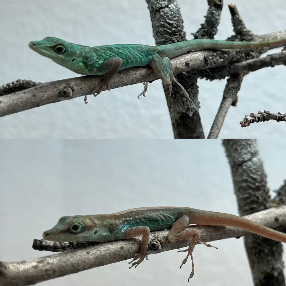 Pair Anolis Roquet Summus “Mourne Balisier Anole by HerpTime - MorphMarket