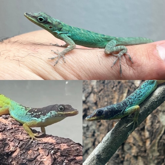 Anolis Roquet “Macuba Anole by HerpTime