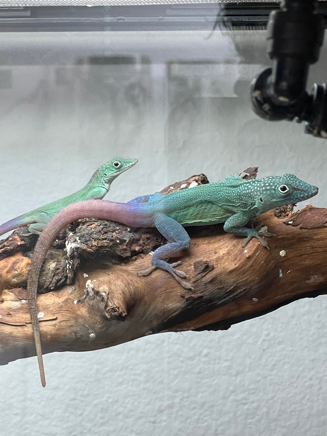 Pair Anolis Grahami Proven Anole by HerpTime - MorphMarket