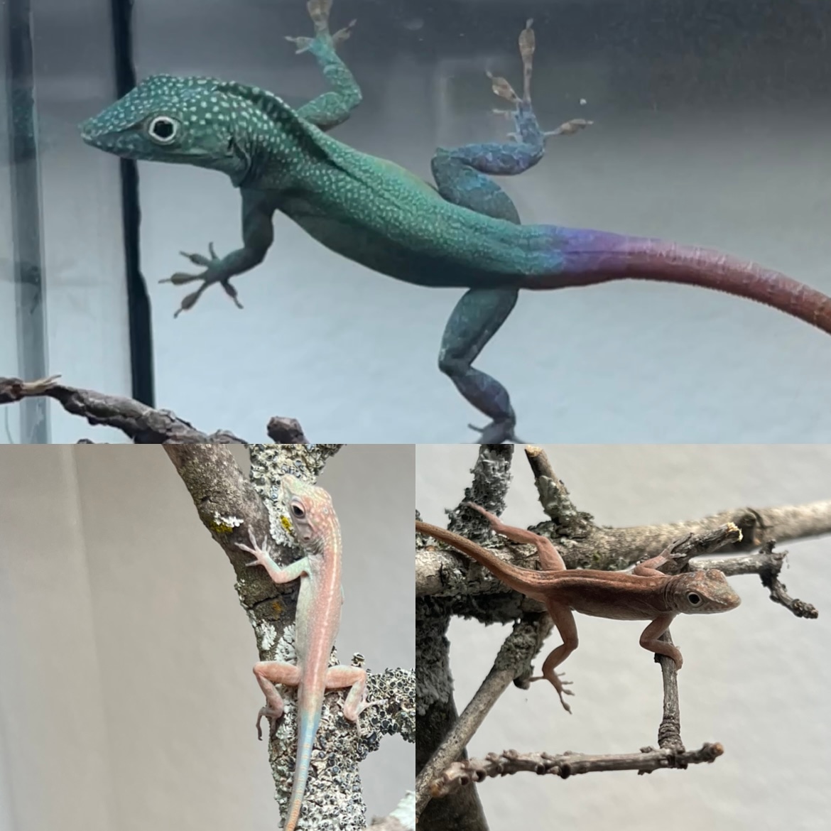 Pair Anolis Grahami Anole by HerpTime - MorphMarket