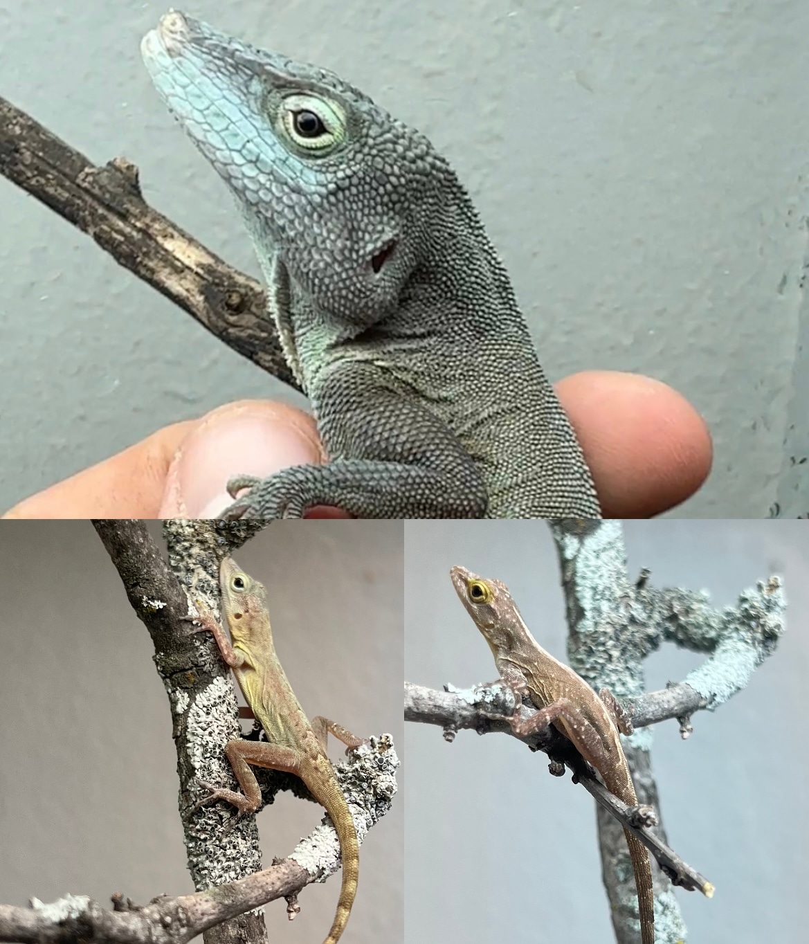 Pair Anolis Ferreus “blue” Line Anole by HerpTime - MorphMarket