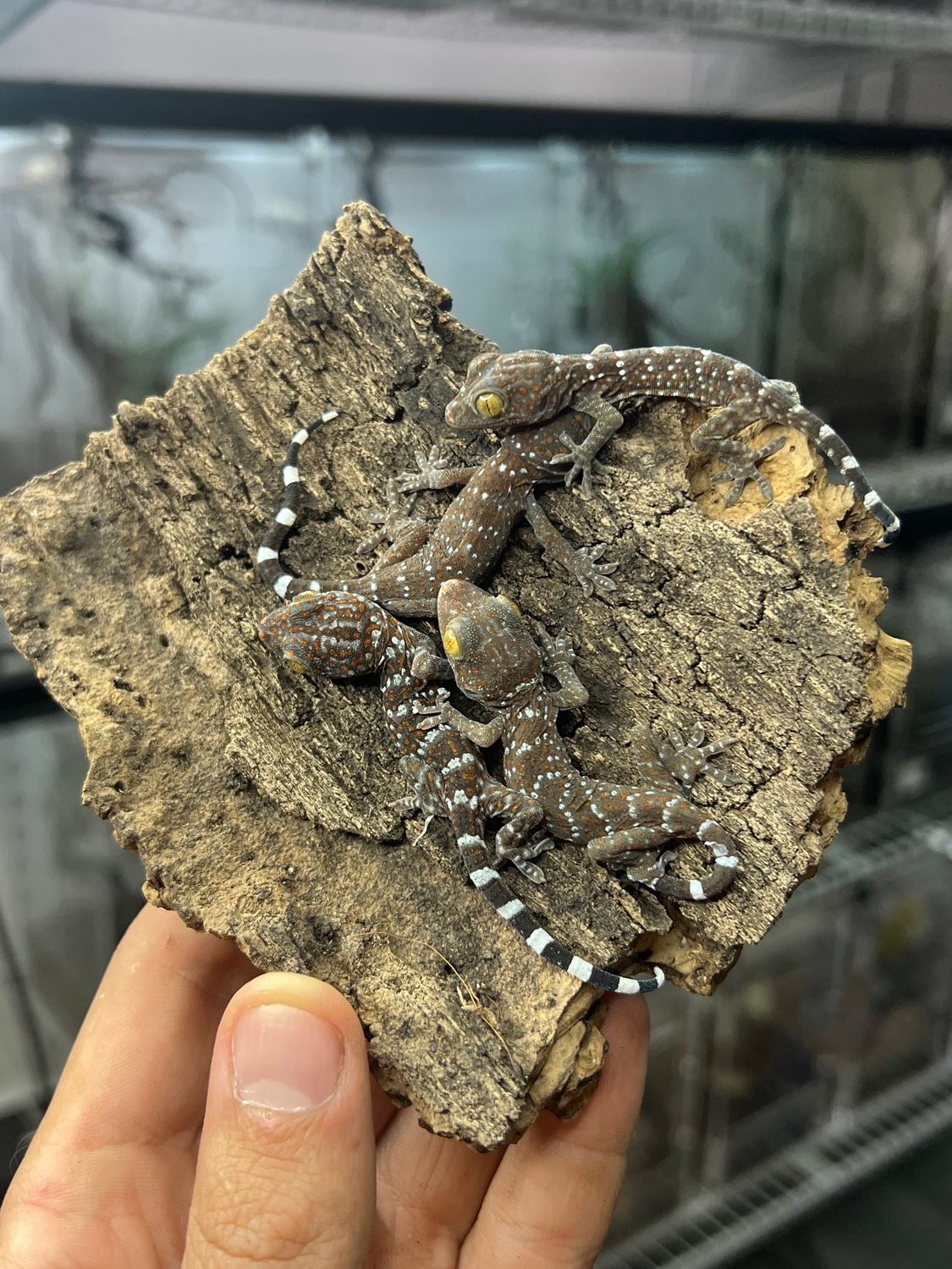 4 Lot Babies Tokay Gecko by HerpTime - MorphMarket
