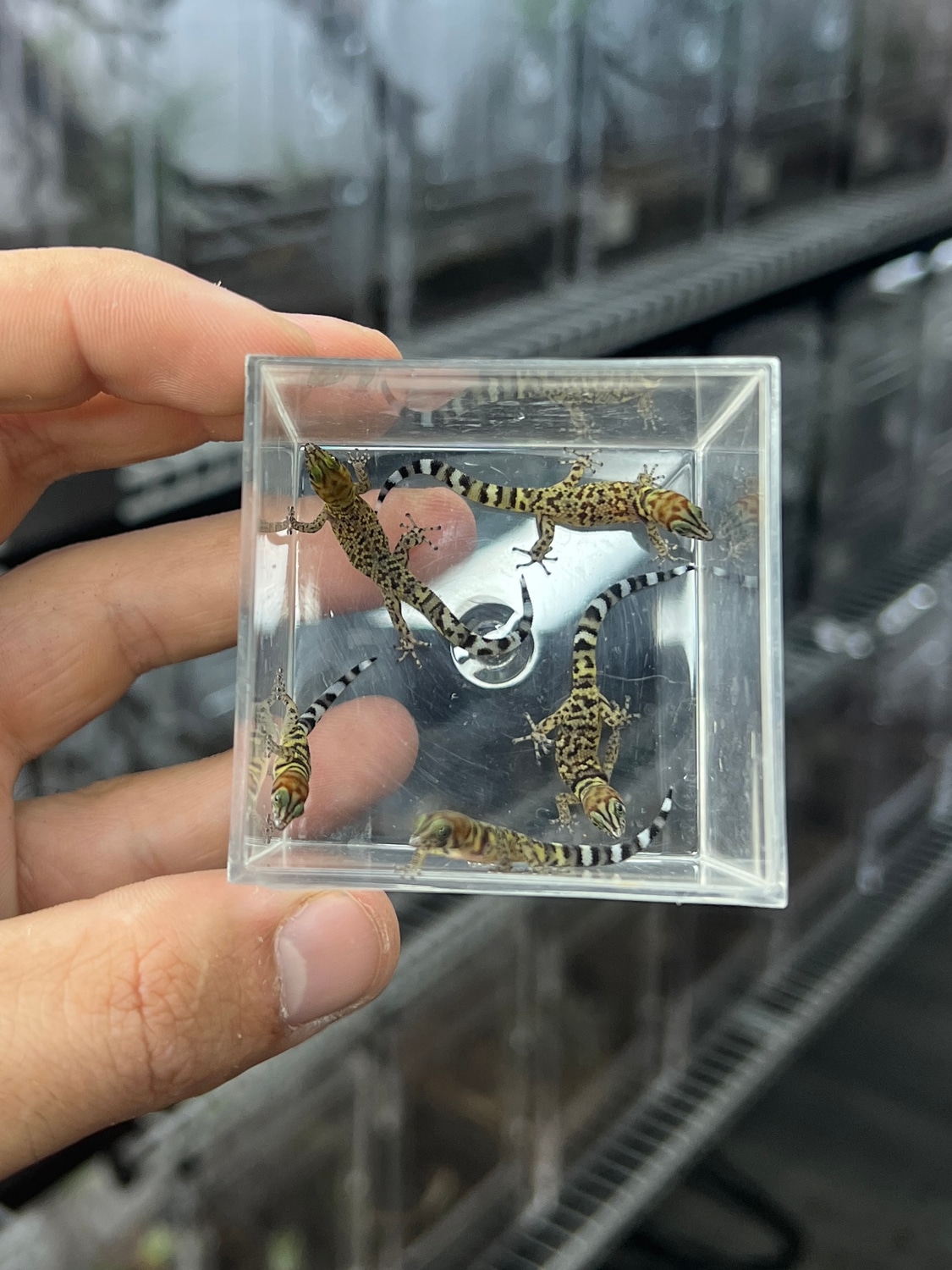 Sphaerodactylus Rosaurae (Individual Or Group) More Gecko by HerpTime ...