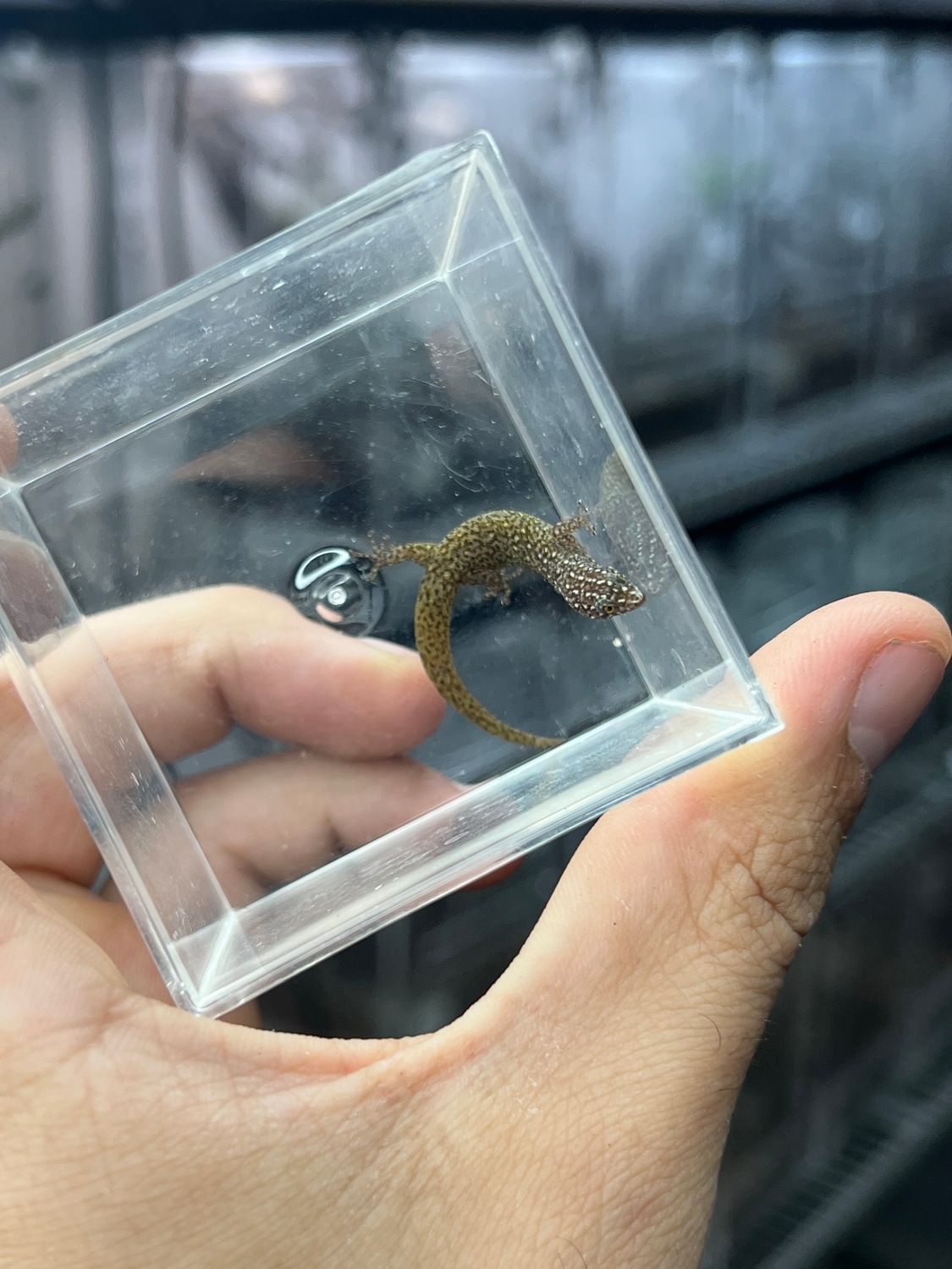 Sphaerodactylus Argus (Individual Or Group) More Gecko by HerpTime ...