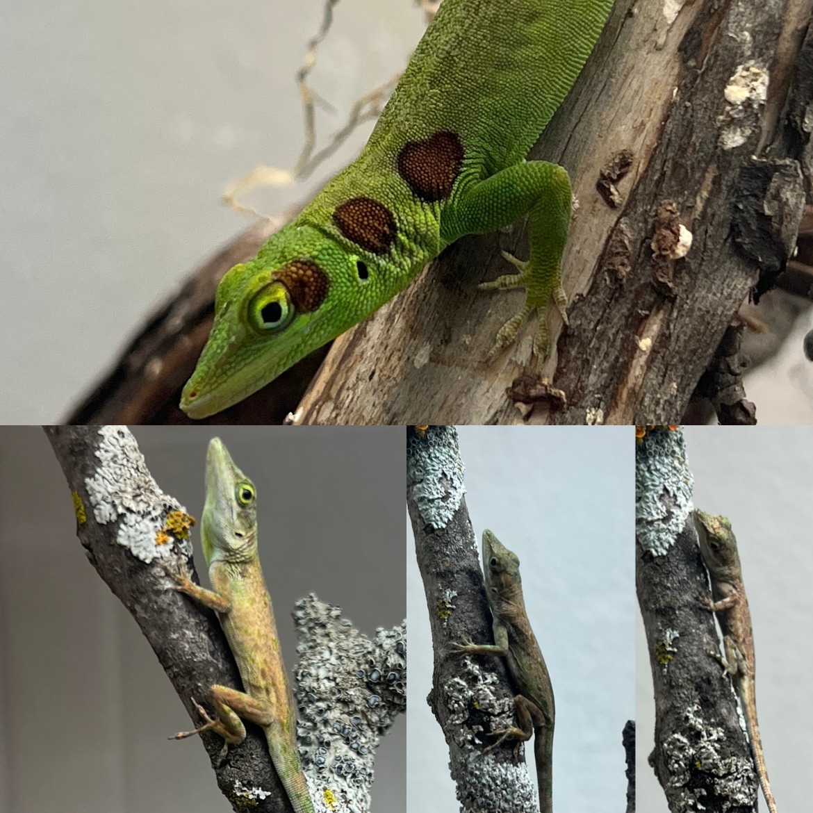 Trio Anolis Eladioi Anole by HerpTime - MorphMarket