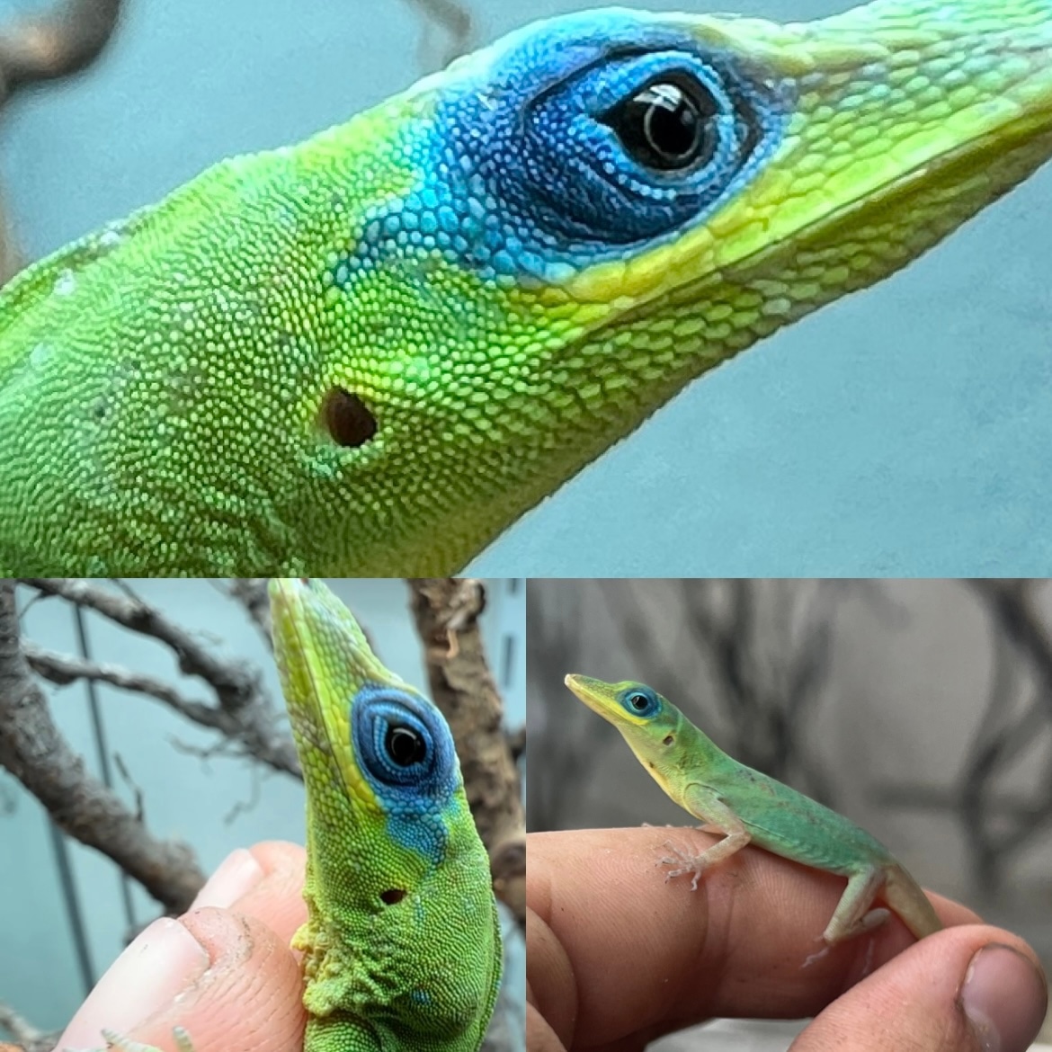 Anolis Trinitatis (Individual Or Group) Anole by HerpTime - MorphMarket