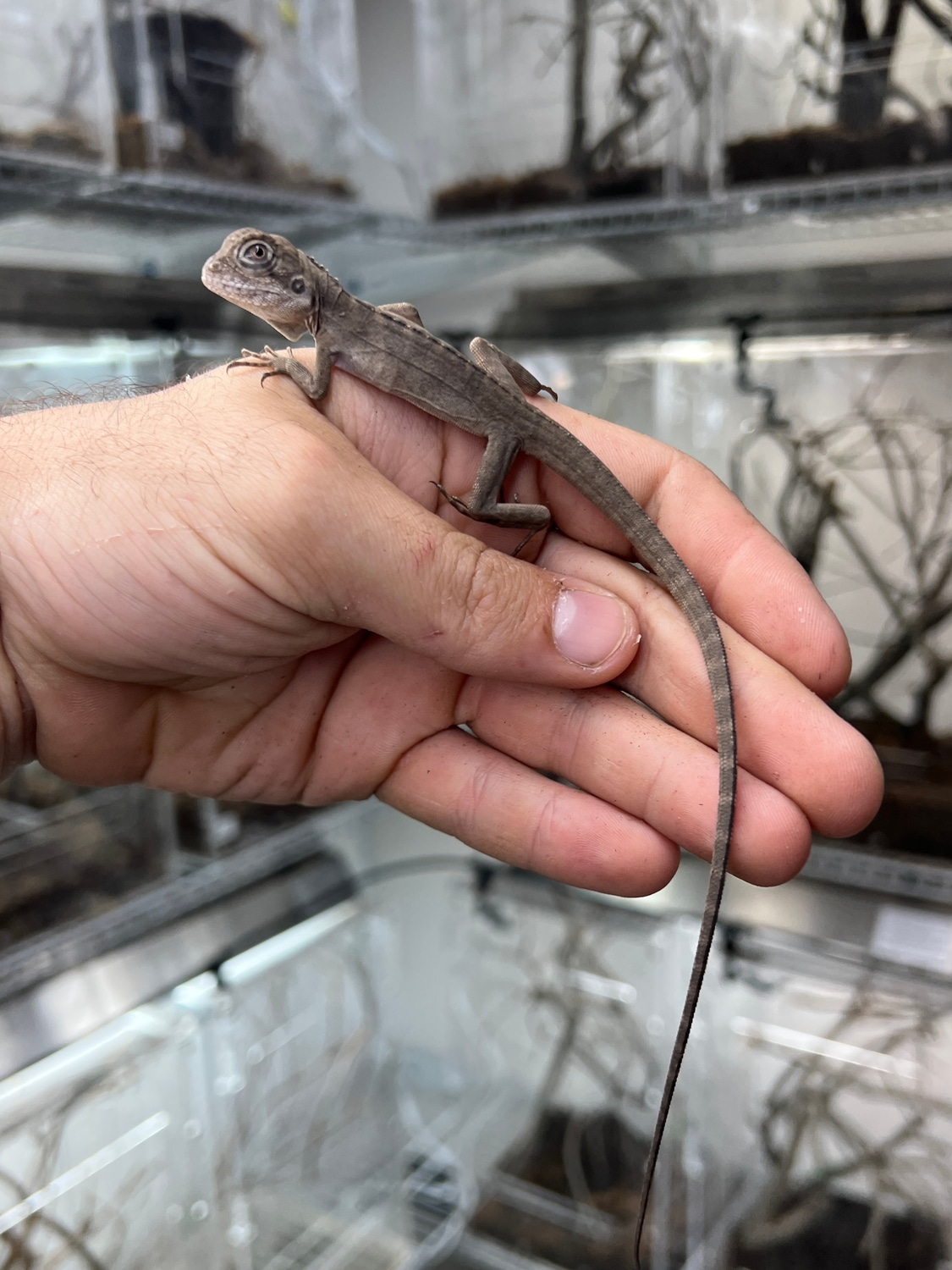 Hypsilurus Magnus More Lizard by HerpTime - MorphMarket