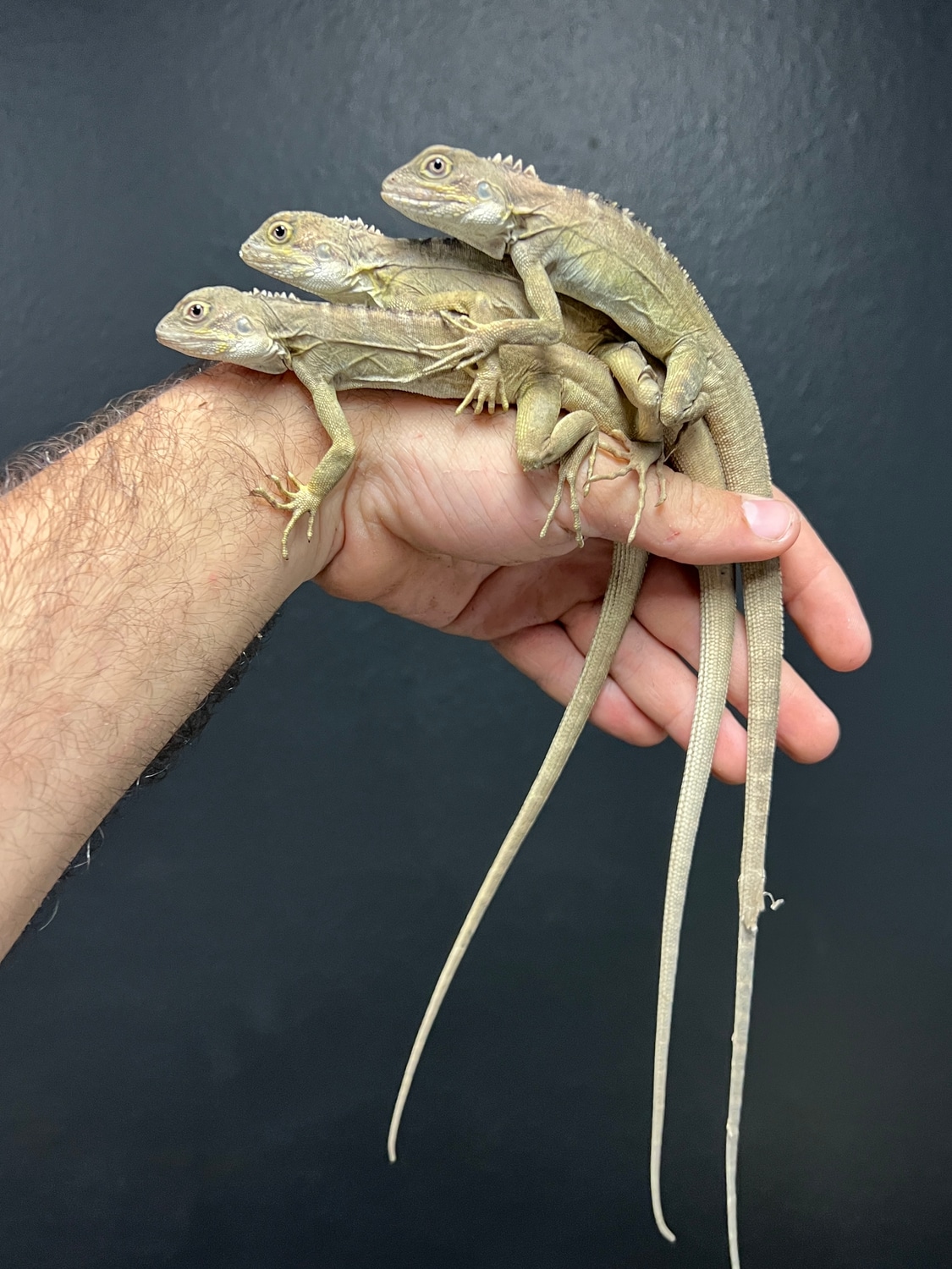 Hypsilurus Magnus (Probable Pair/trio) More Lizard by HerpTime ...