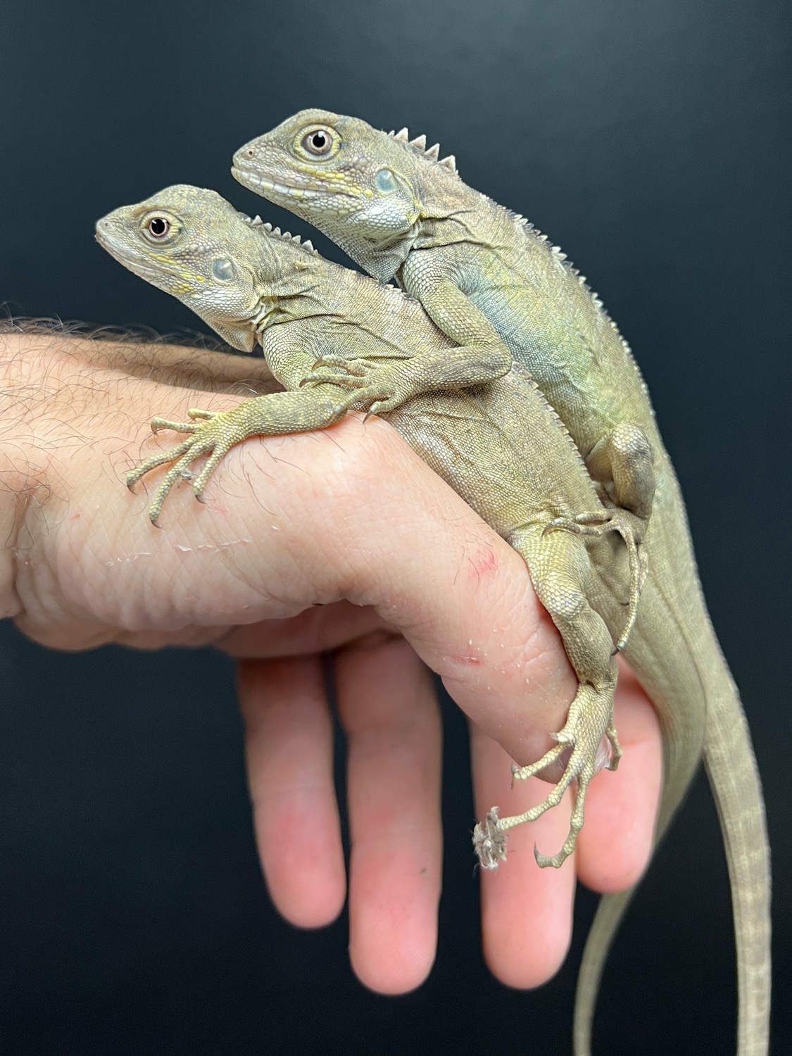 Hypsilurus Magnus (Probable Pair/trio) More Lizard by HerpTime ...
