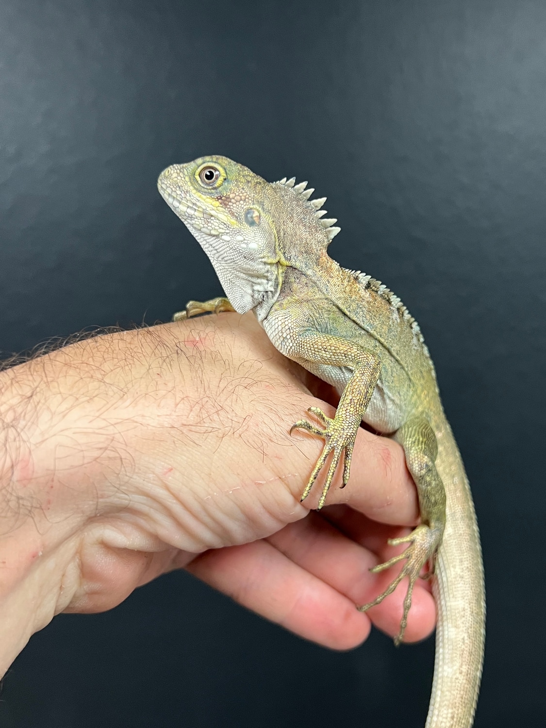 Hypsilurus Magnus (Probable Male) More Lizard by HerpTime - MorphMarket