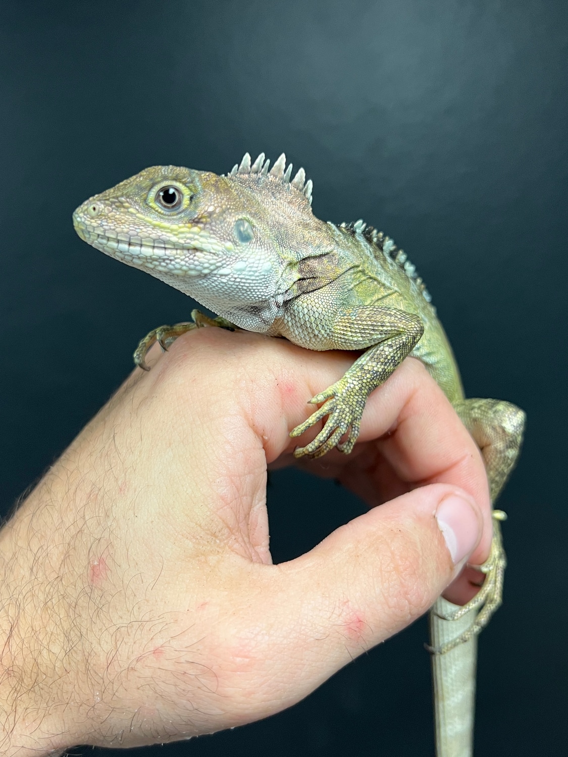 Hypsilurus Magnus (Probable Male) More Lizard by HerpTime - MorphMarket