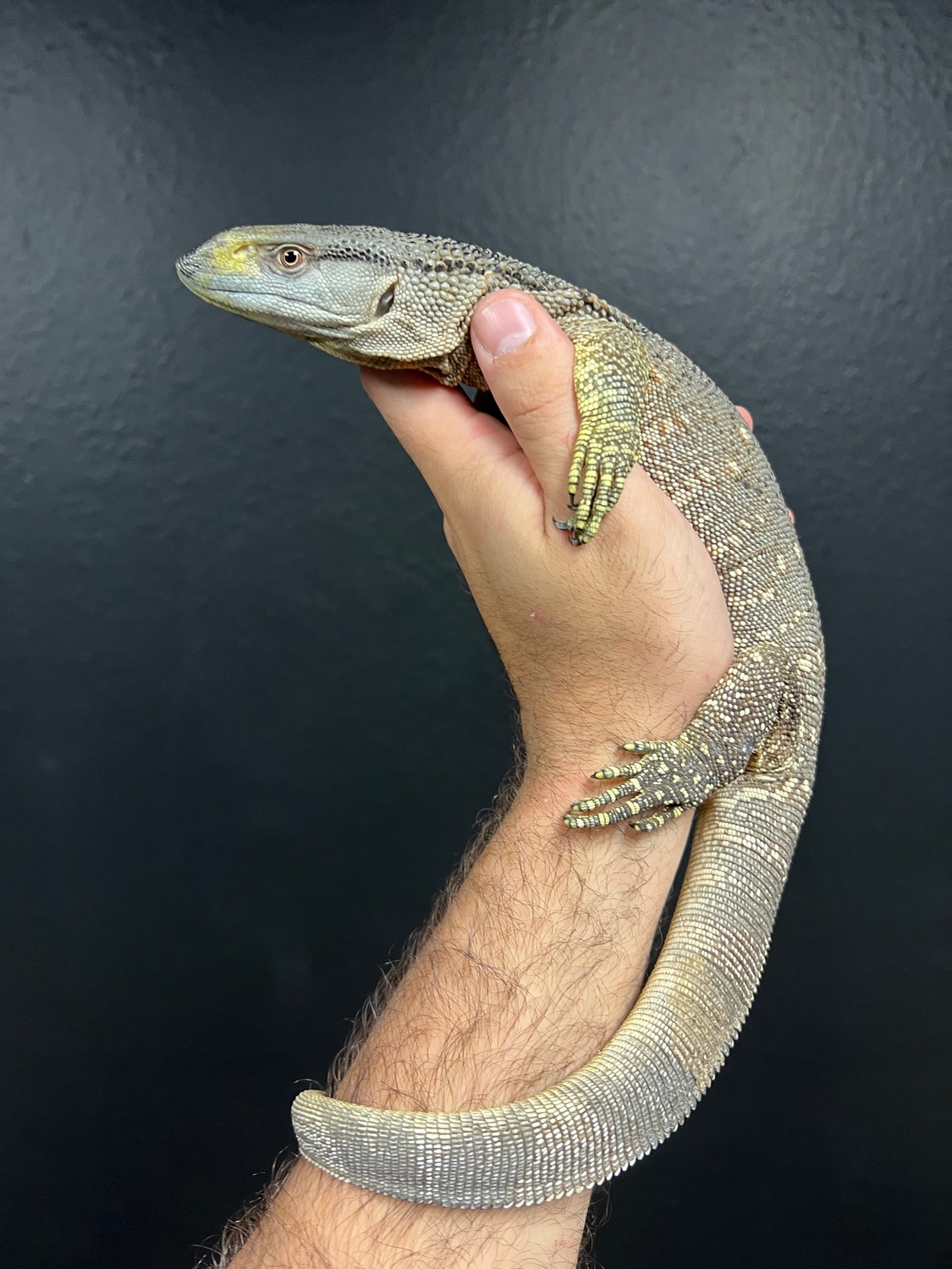 Well Established Juvi Black-Throated Monitor by HerpTime - MorphMarket