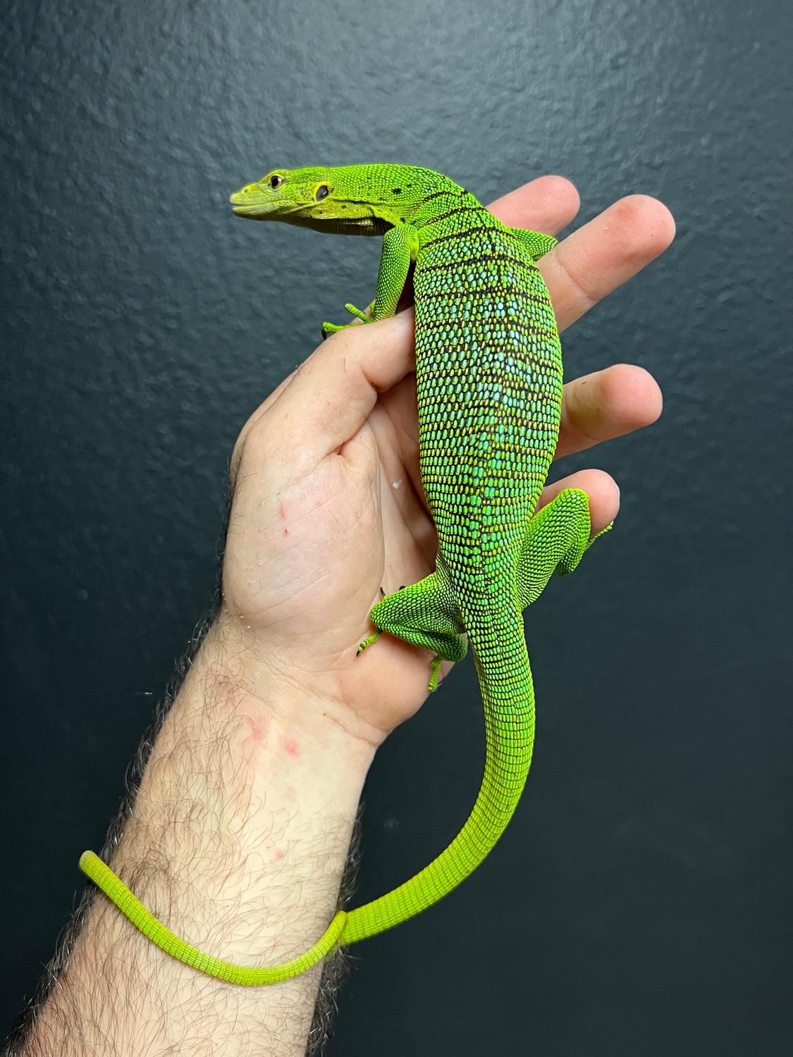 Young High Blue Green Tree Monitor by HerpTime - MorphMarket