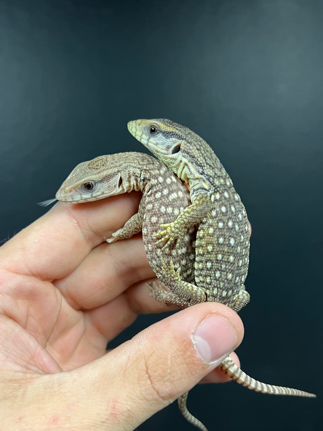 Hypo Savannah Monitor by HerpTime - MorphMarket