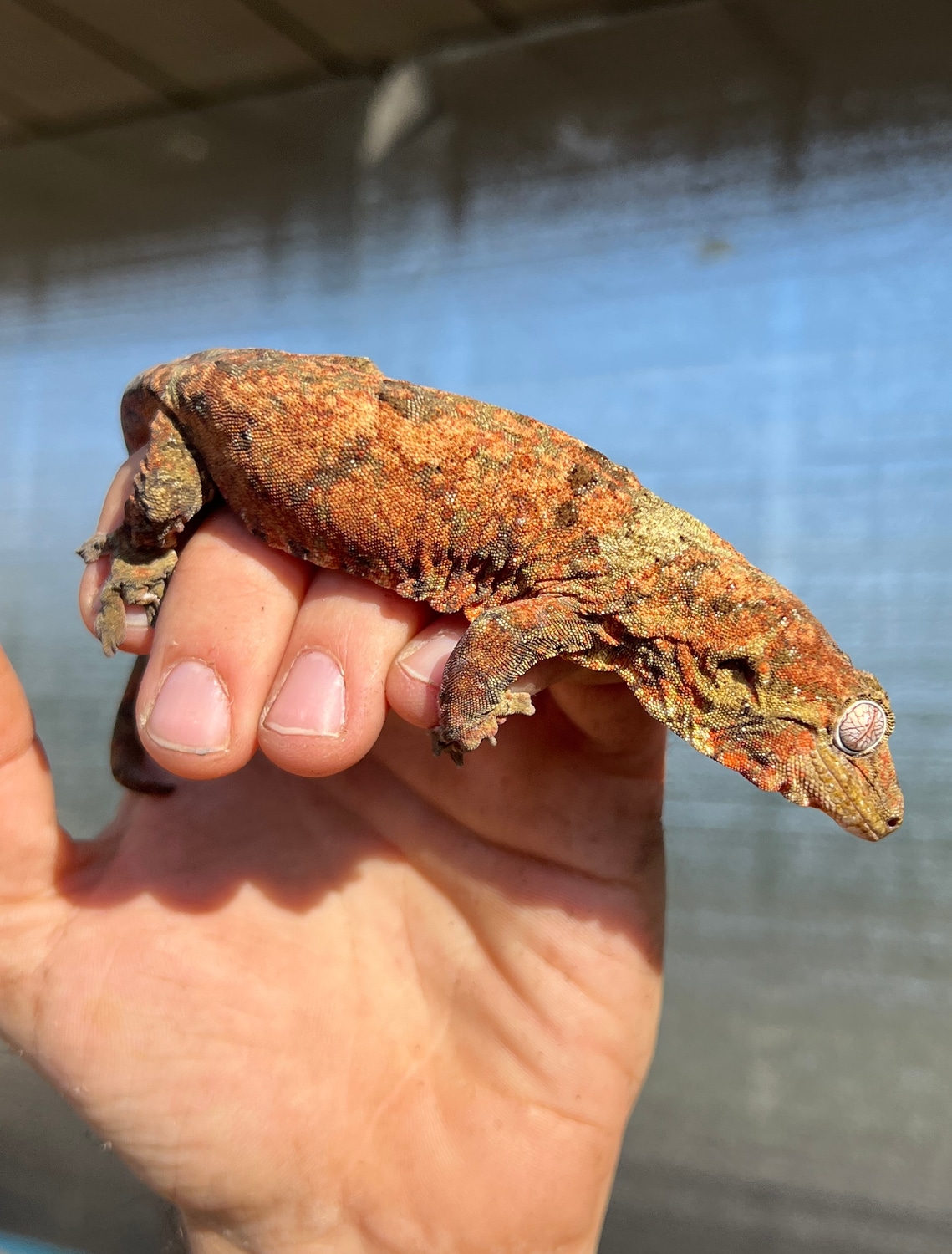 Lava Red PI Chahoua Gecko by HerpTime - MorphMarket