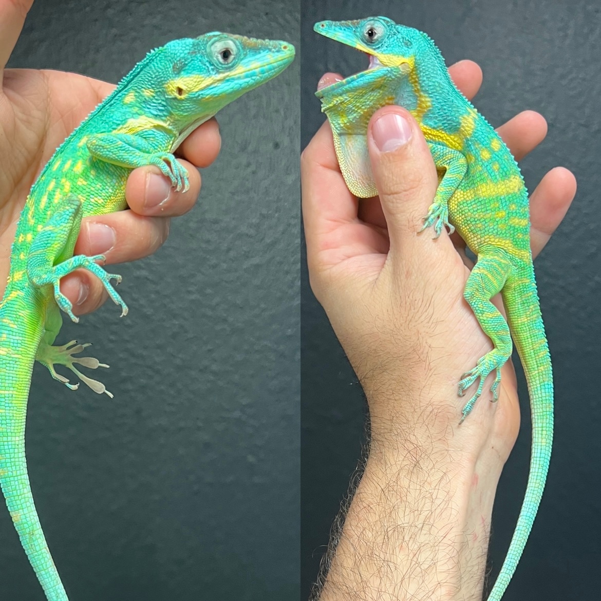 Potior Pair READY TO BREED Anole by HerpTime - MorphMarket