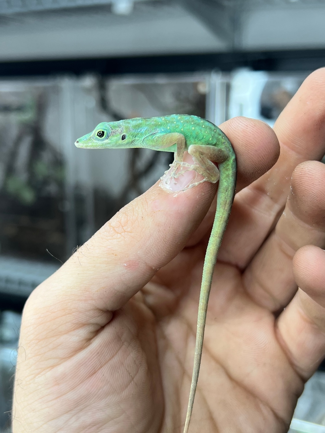 Pair Anolis Roquet Summus Anole by HerpTime - MorphMarket