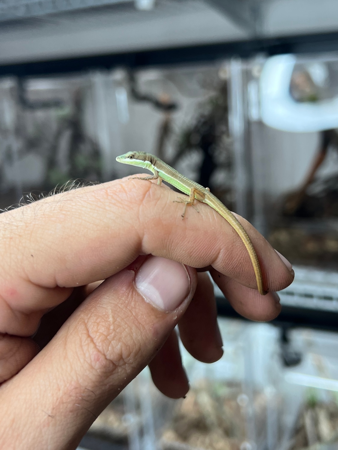 Pair Takydromus Smaragdinus More Lizard by HerpTime - MorphMarket