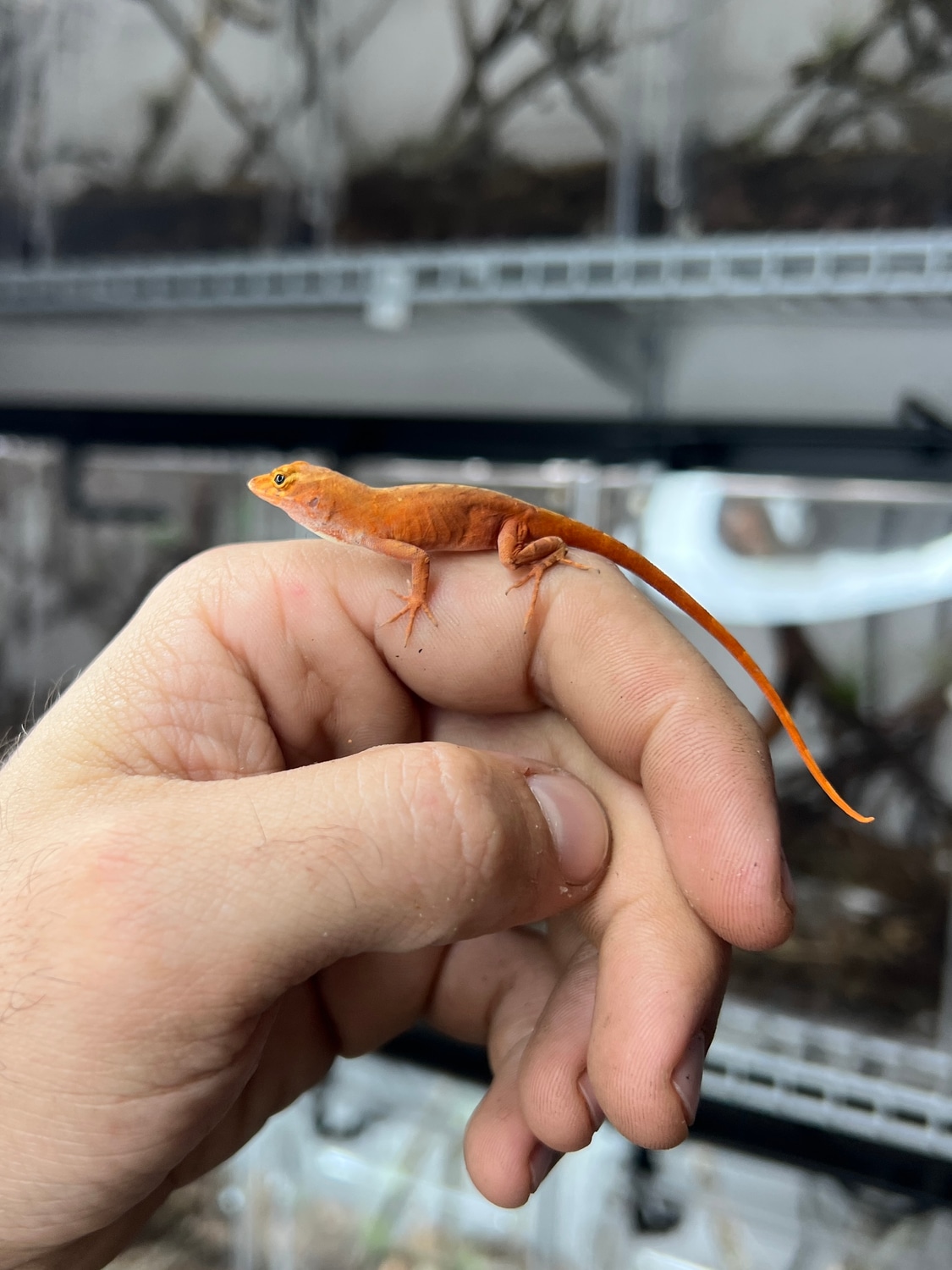 Fire Red Sagrei Anole by HerpTime - MorphMarket