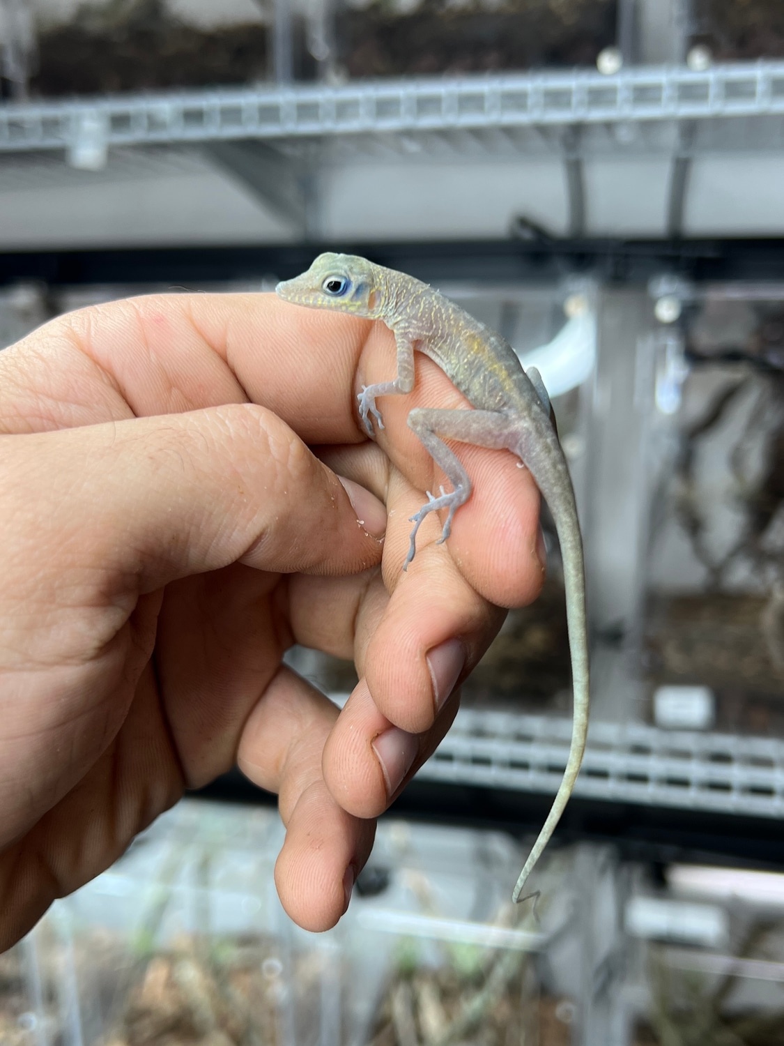 Anolis Bartschi Anole by HerpTime - MorphMarket