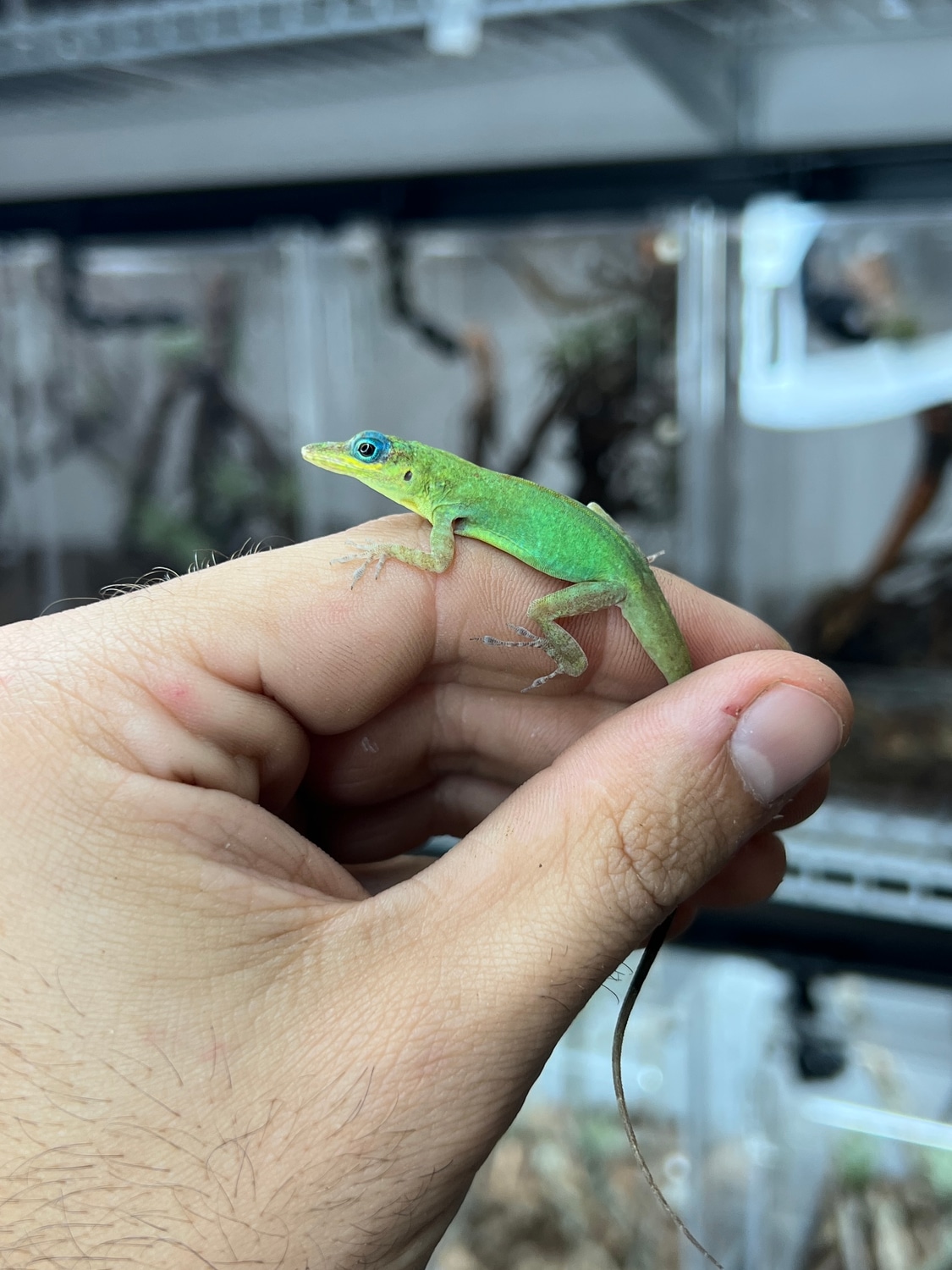 Anolis Trinitatis Anole by HerpTime - MorphMarket