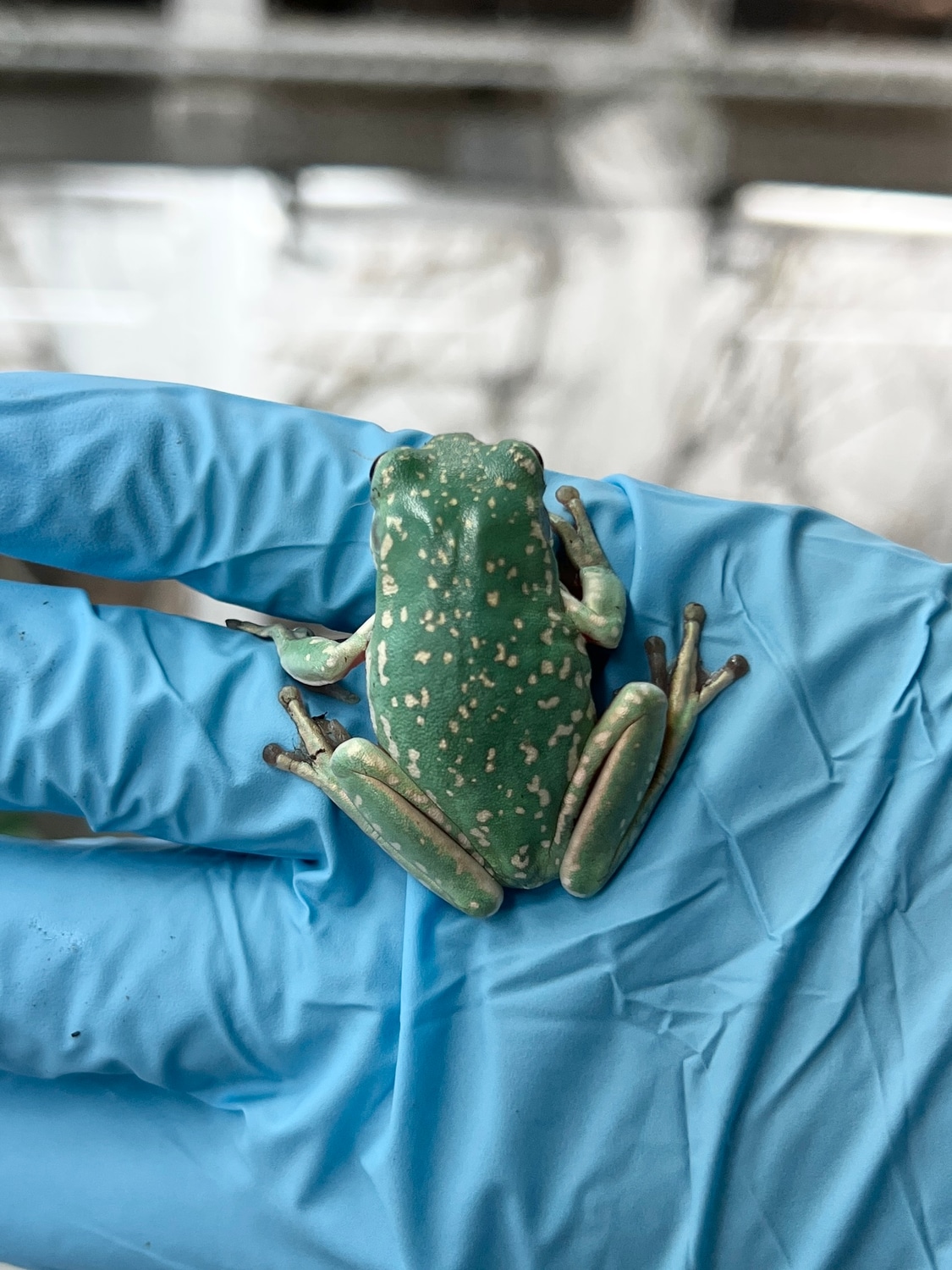 Sandfire Super Snowflake White's Tree Frog by HerpTime - MorphMarket