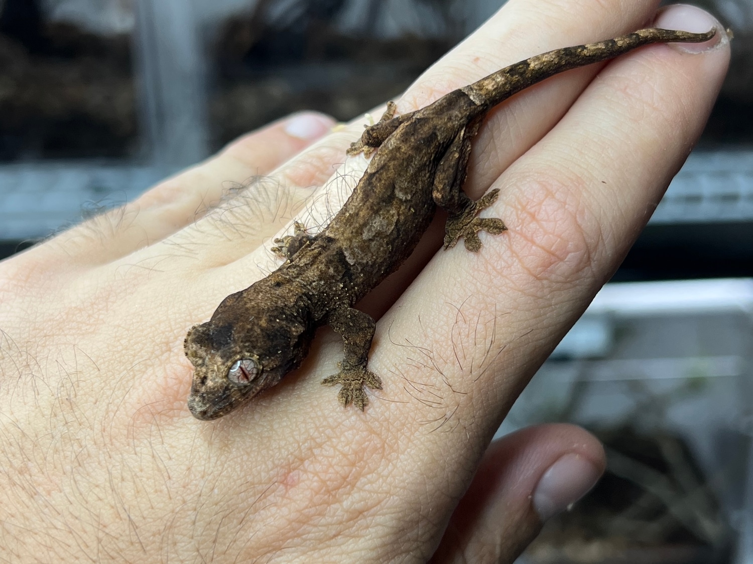 Mainland Chahoua Gecko by HerpTime - MorphMarket