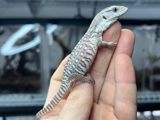 True Visual Axanthic Savannah Monitor by HerpTime