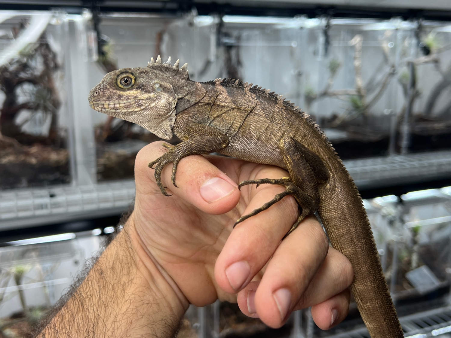 CB Hypsilurus Magnus (Pair) More Lizard by HerpTime - MorphMarket