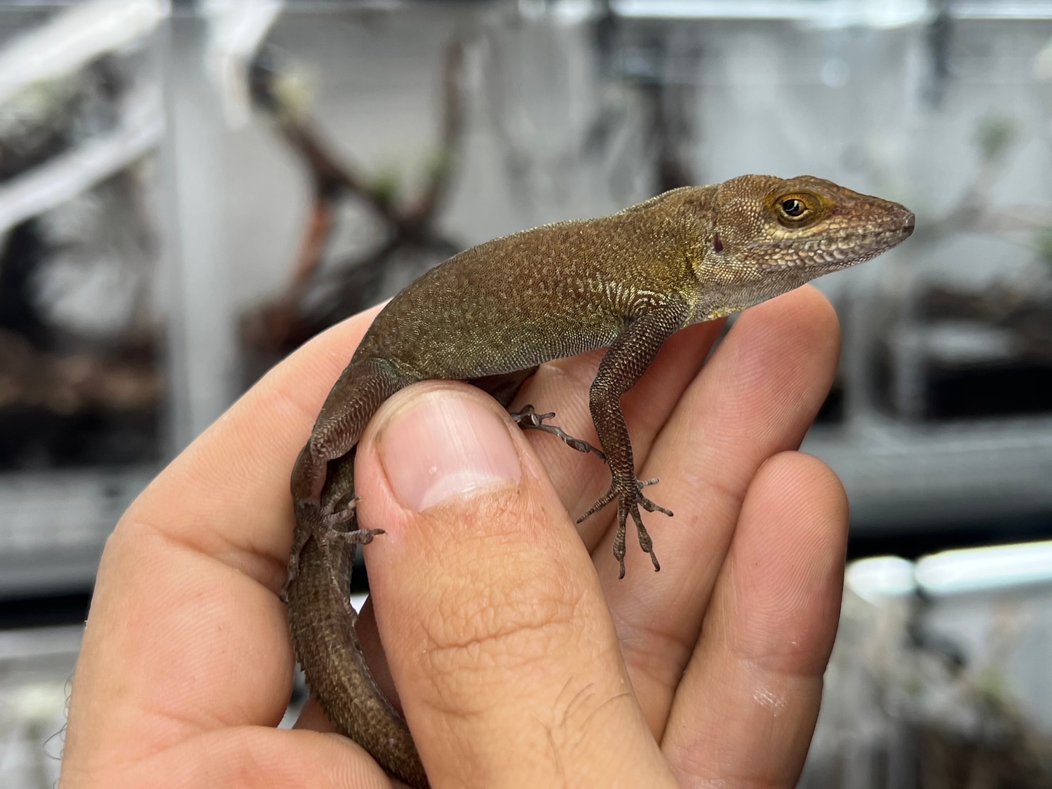 Anolis Terraealtae Pair FREE SHIPPING Anole by HerpTime - MorphMarket