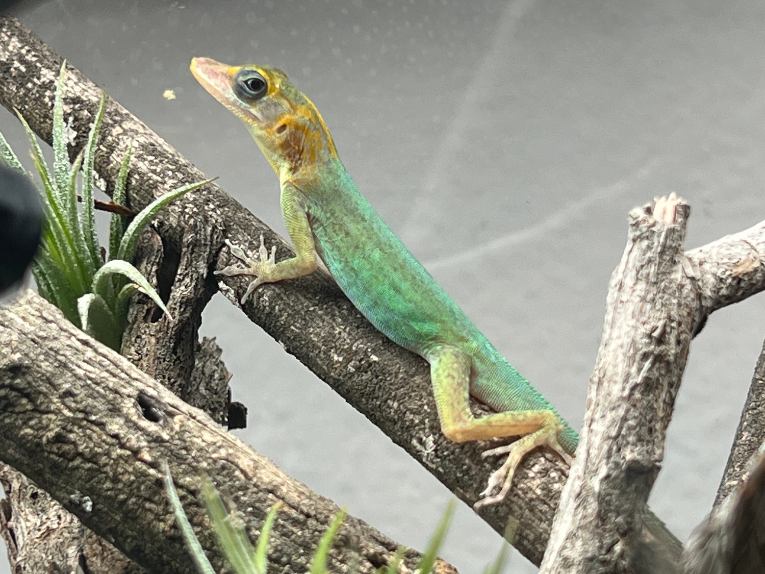 Anolis Marmoratus Marmoratus Trio Anole by HerpTime - MorphMarket