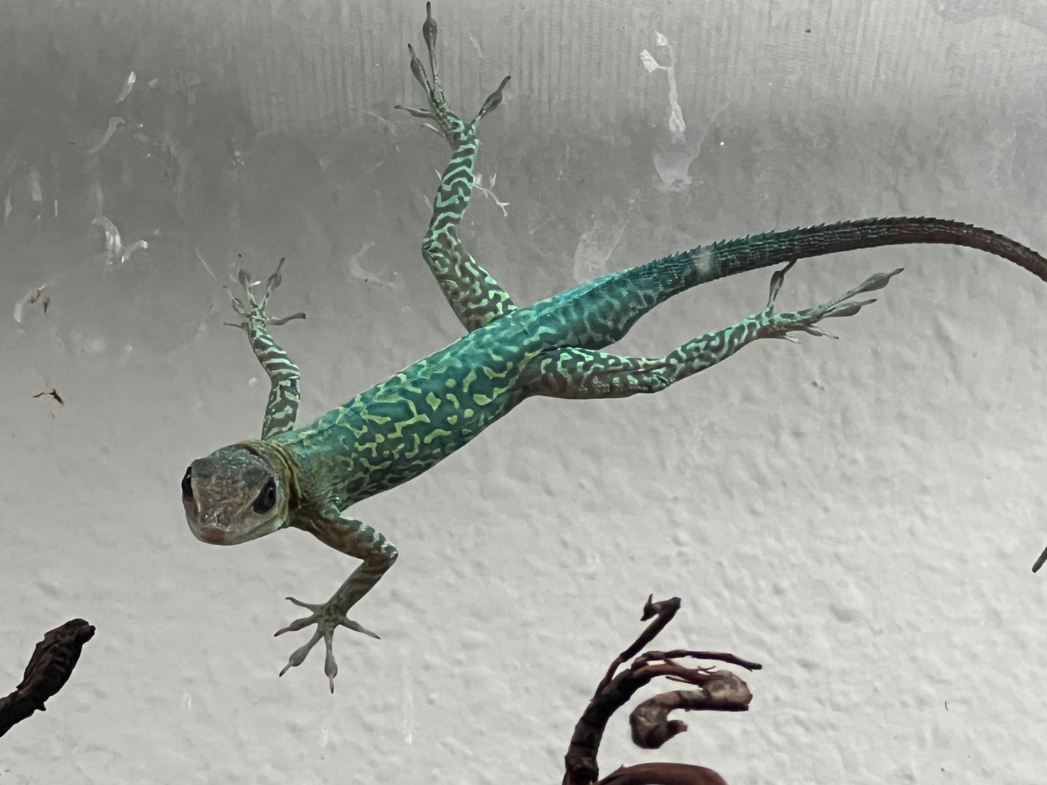 Anolis Marmoratus “trois Riviere” Pair Anole by HerpTime - MorphMarket