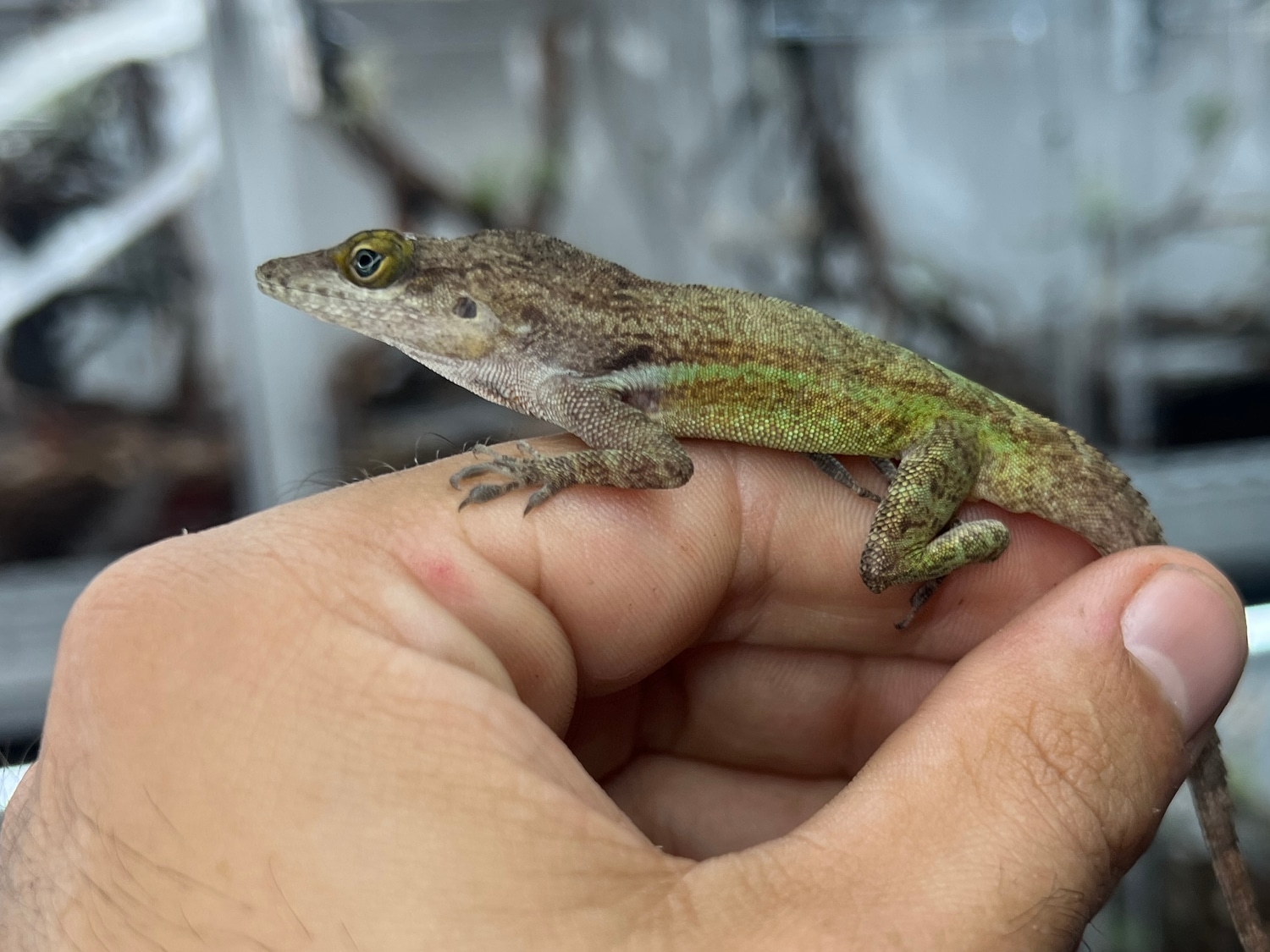 Anolis Leachii Pair Anole by HerpTime - MorphMarket