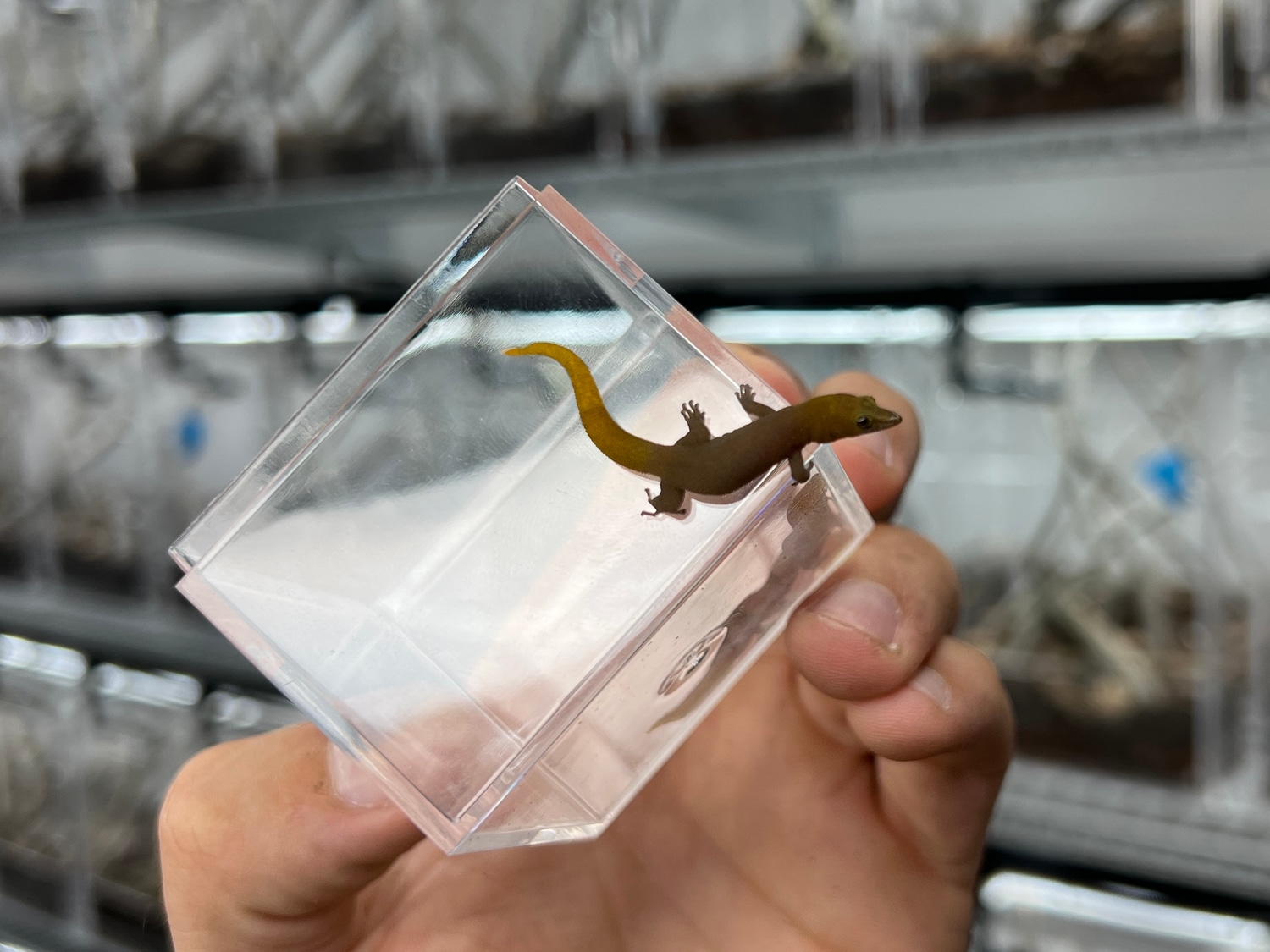 Sphaerodactylus Dimorphicus Group FREE SHIPPING More Gecko by HerpTime ...