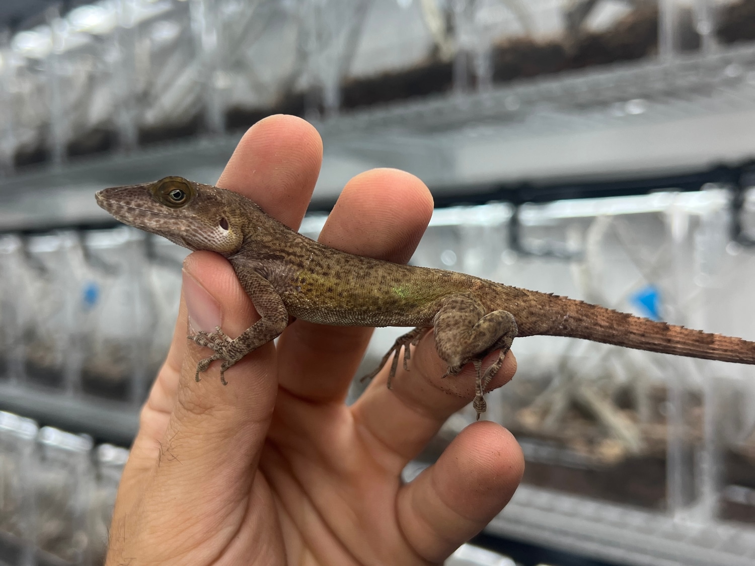Leachii Proven Pair Anole by HerpTime - MorphMarket