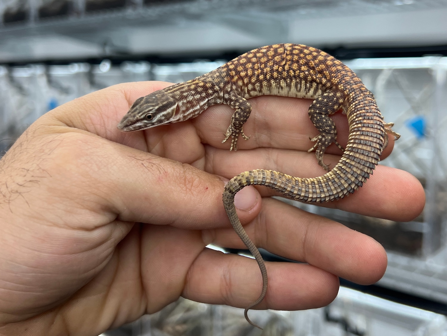 Red Ackie Free Shipping Spiny-Tailed Monitor by HerpTime - MorphMarket
