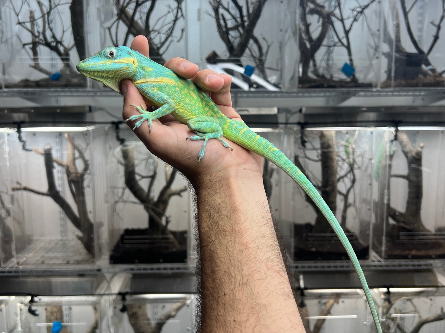 RTB Blue Beauty Potior Anole by HerpTime - MorphMarket
