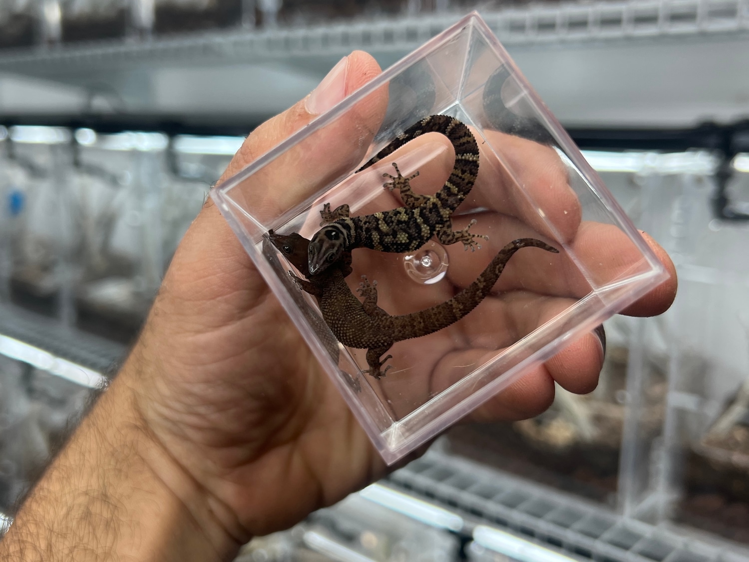 Pair Sphaerodactylus Alphus More Gecko by HerpTime - MorphMarket