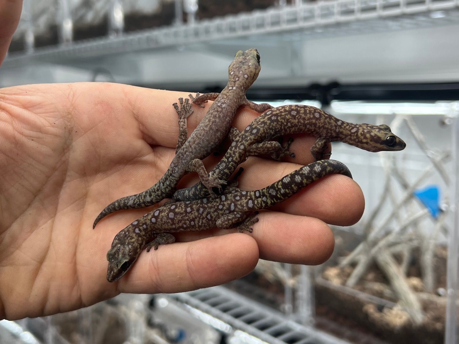 Trio Oedura Monilis More Gecko by HerpTime - MorphMarket