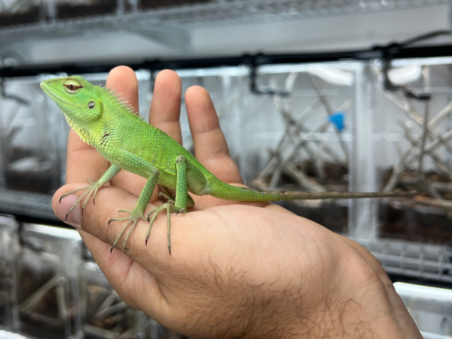 Calotes Calotes More Lizard by HerpTime - MorphMarket