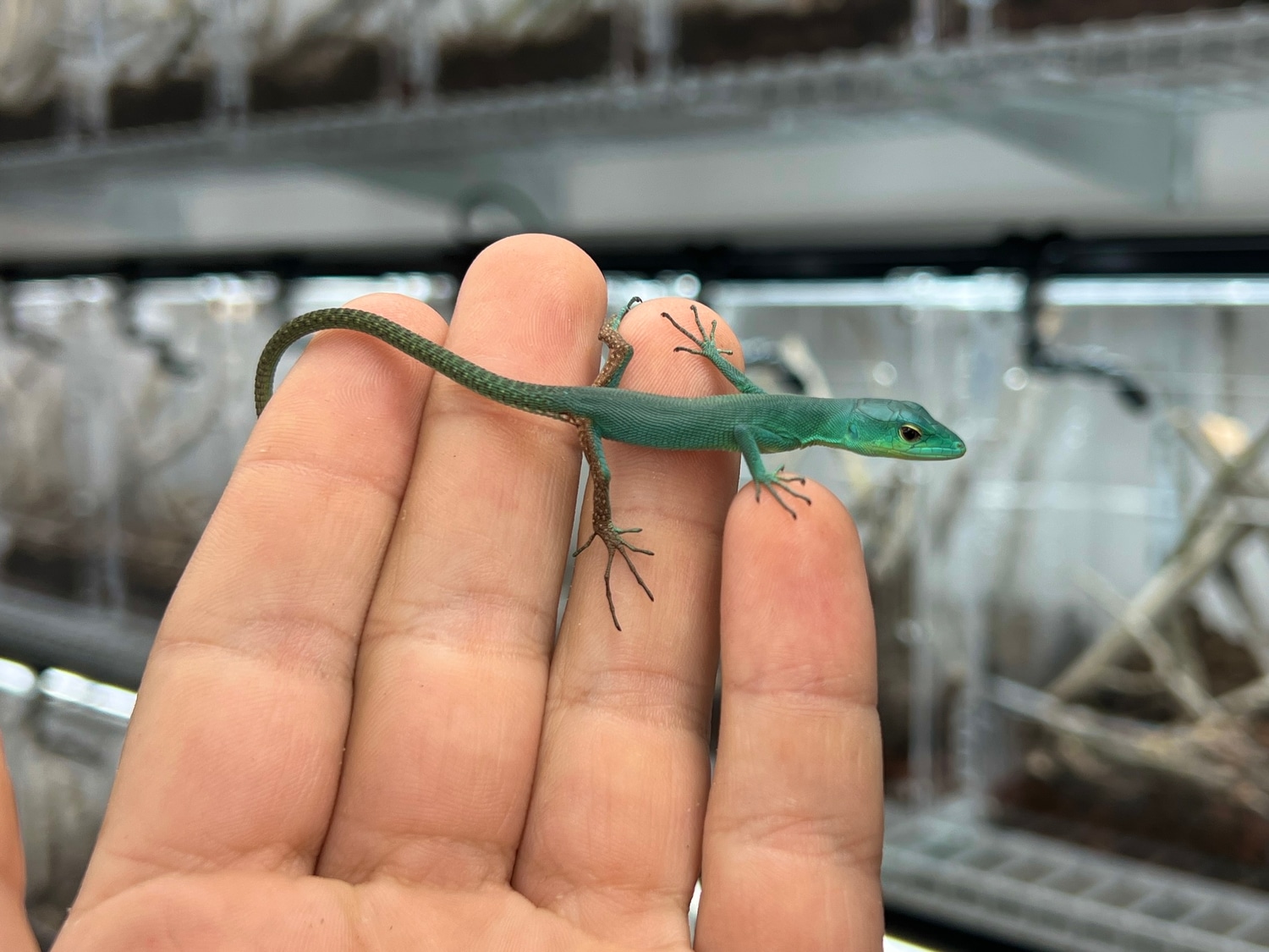 Aqua Keel Bellied Lizard More Lizard by HerpTime - MorphMarket