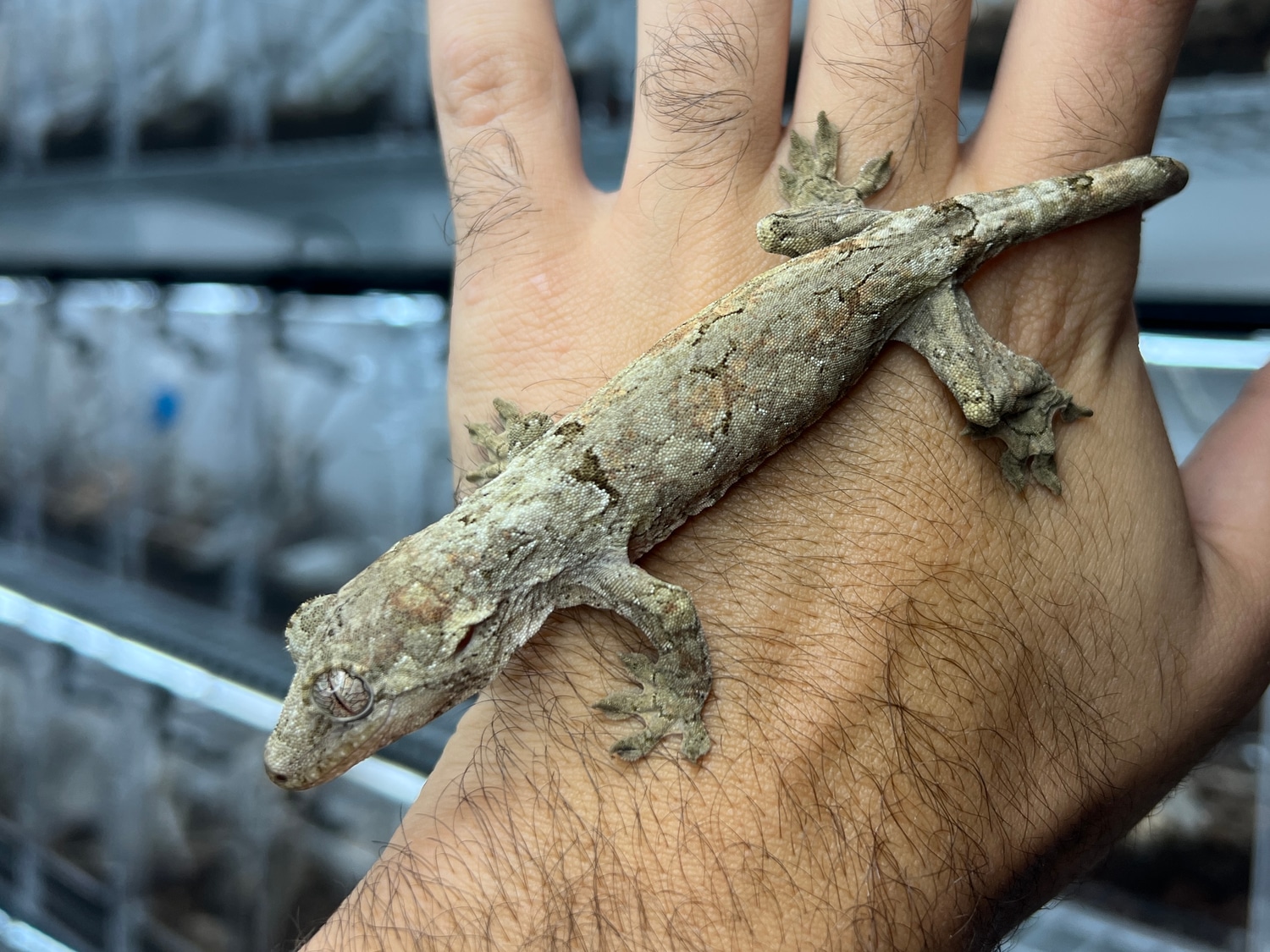 Mainland Chewie Chahoua Gecko by HerpTime - MorphMarket