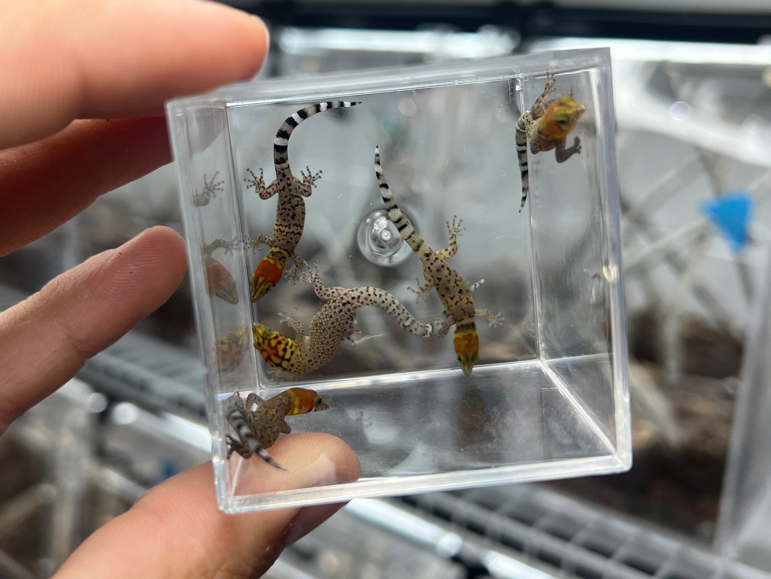 Group A+ High Color Sphaerodactylus Rosaurae More Gecko by HerpTime ...