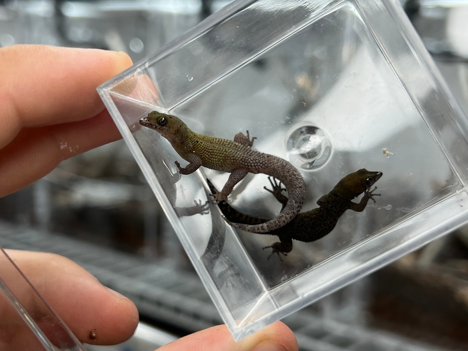 Pair Sphaerodactylus Rosaurae More Gecko by HerpTime - MorphMarket