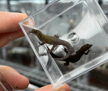 Sphaerodactylus Dimorphicus More Gecko by HerpTime - MorphMarket