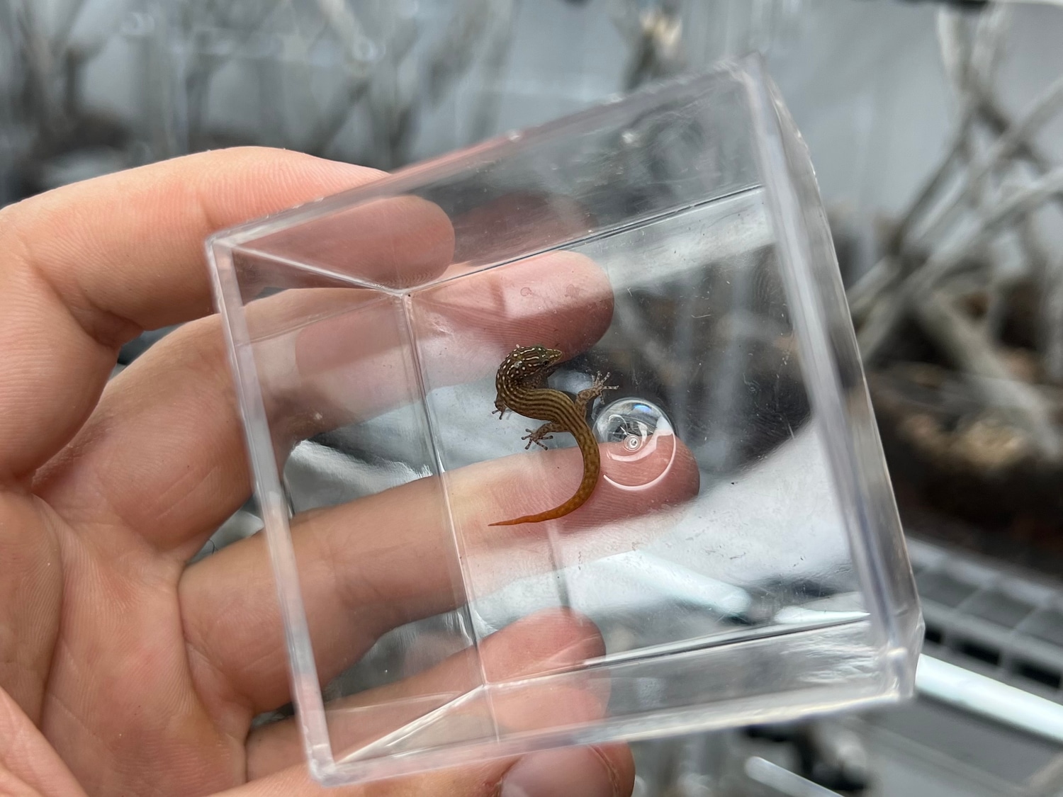 Sphaerodactylus Argus More Gecko by HerpTime - MorphMarket