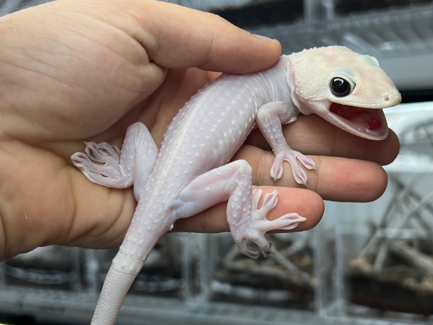 Lucy/Pied Tokay Gecko by HerpTime - MorphMarket