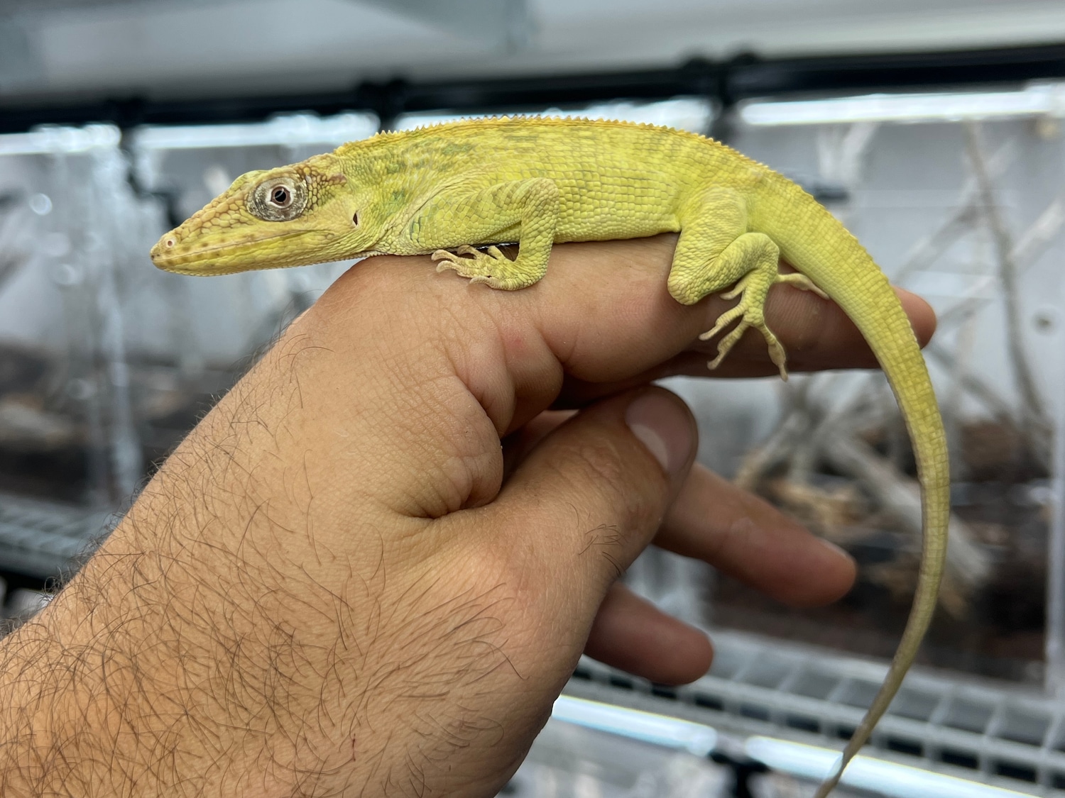 T- Albino Knight Anole by HerpTime - MorphMarket