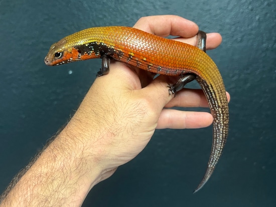 High Red Fire Skink by HerpTime